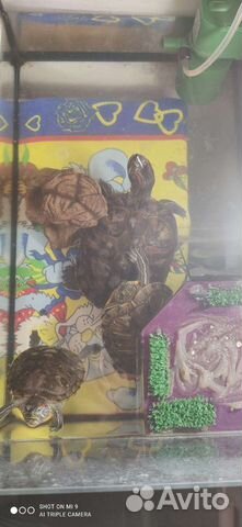 Отдам бесплатно в хорошие руки черепах