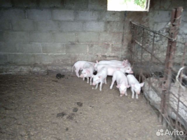 Поросята ландрас