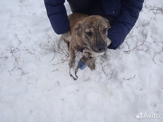 Мельба ищет семью