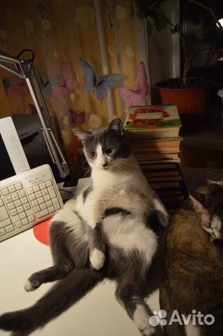 Кот на вязку