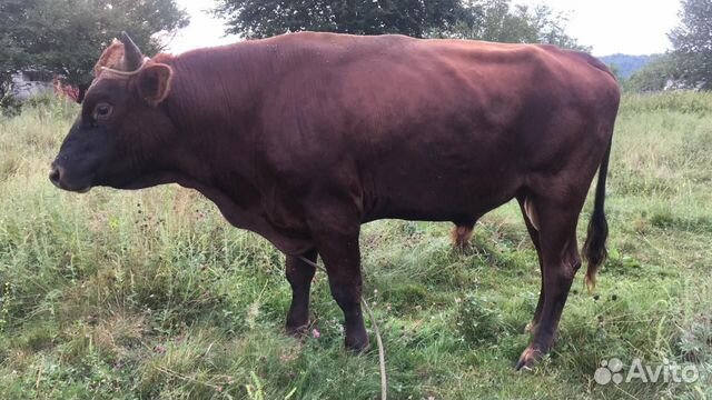 Быки на мясо живым весом