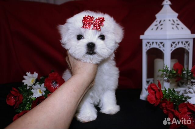 Красивая стандартная малышка 2,5 мес