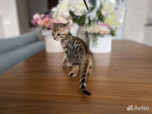 Бенгальская киса котенок чистокровка