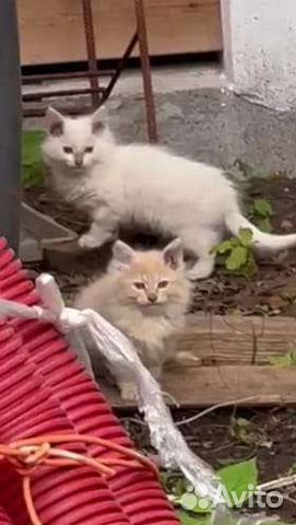 Ангорские котята ищут спасителя