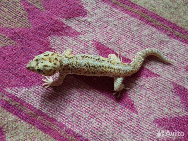 Сцинковый Геккон