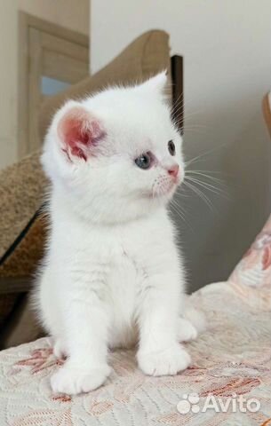 Котик шотландец + персидский