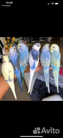 Папугайи оптм и розницу