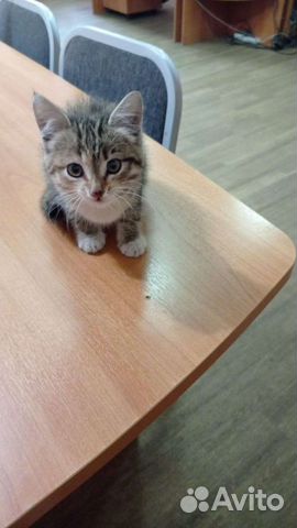 Домашние животные бесплатно кошки