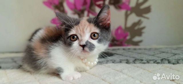 Кошечки