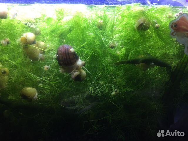 Роголистник,ряска