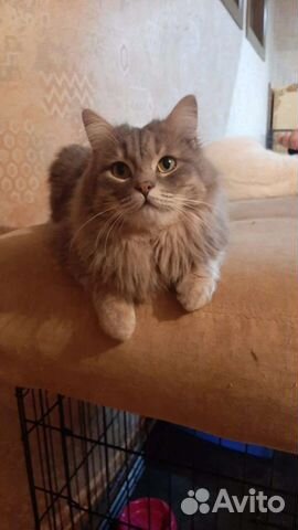 Курносый мальчуган в поисках дома