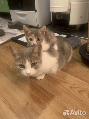 Котёнок в Добрую семью