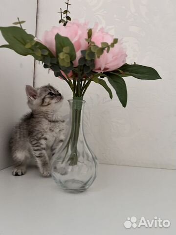 Шотландский мальчик