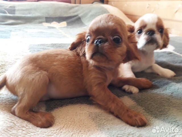 Кинг Чарльз спаниель щенки