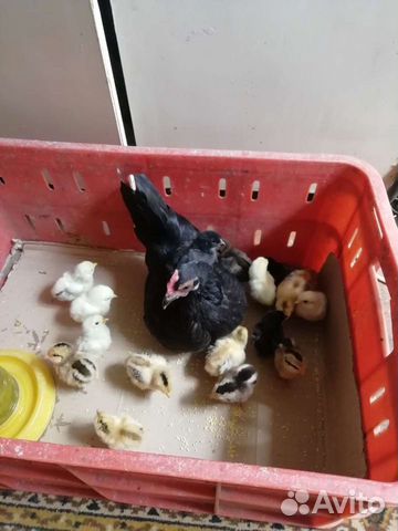 Квочка и 20 цыплят