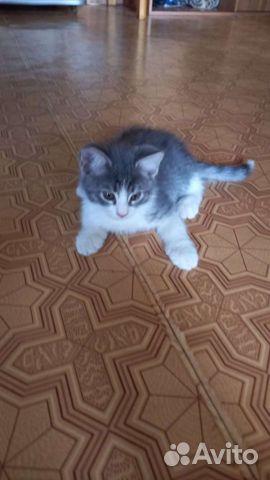 Котенок в добрые руки