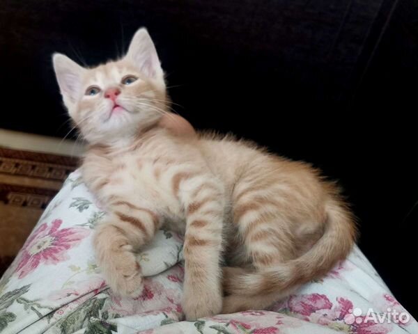 Рыжий котенок