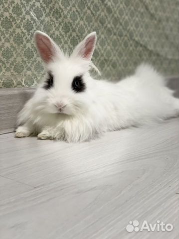Декоративный кролик с вольером