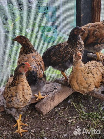 Куры молодки Кучинской Юбилейной