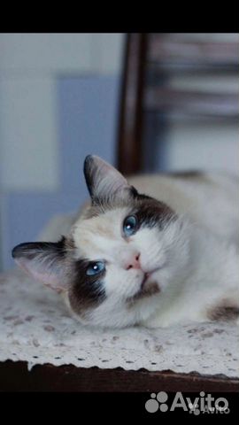 Кошка молодая бесплатно