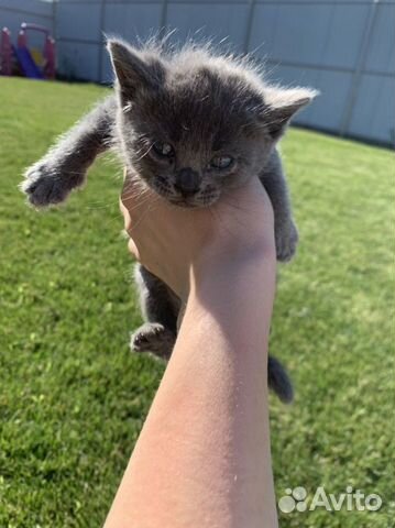 Котёнок бесплатно серый с полосками