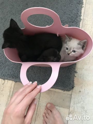 Отдам котят, возможно с доставкой