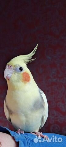 Говорящий попугай