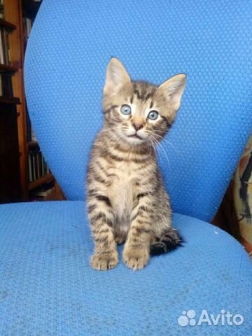 Котик Юрик 3 месяца