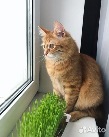 Котик