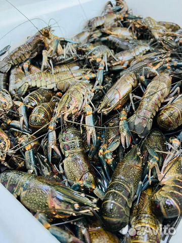 Австралийский рак