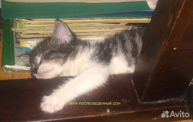 Отдам котят в добрые руки