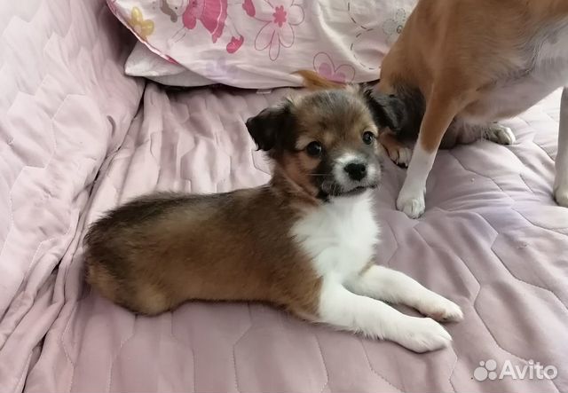 Отдам щенка 1,5 мес. в добрые руки