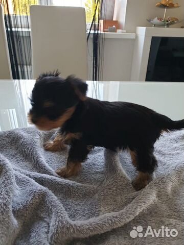 Щенки йоркширского терьера