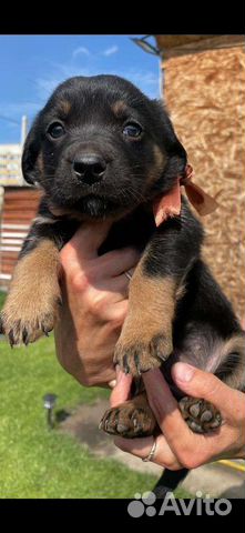 Щенки девочки 1,5 месяца с доставкой