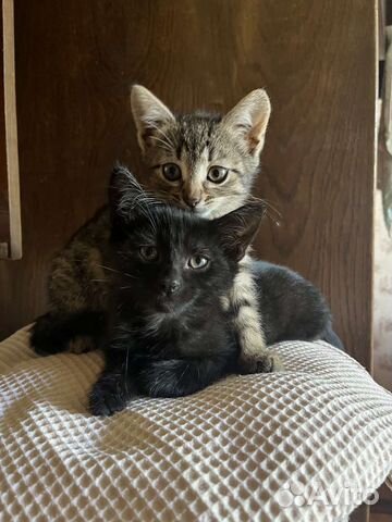 Котёнка Катенка, 2 мес, очень мелкая
