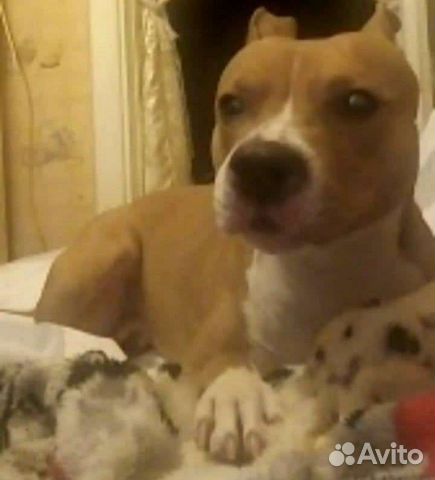 Стаффордширский терьер