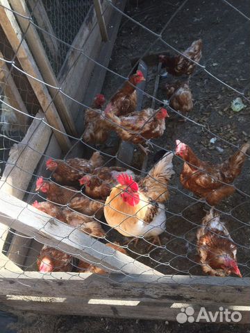 Куры несушки ломан браун