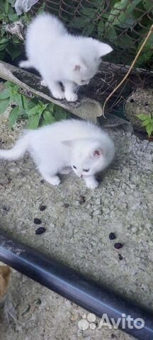Котята бесплатно