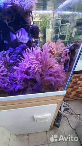 Капнелла кенийское дерево морской аквариум Коралл