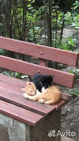 Котята в добрые руки бесплатно