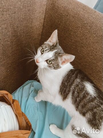 Кошка стерилизована 1 год