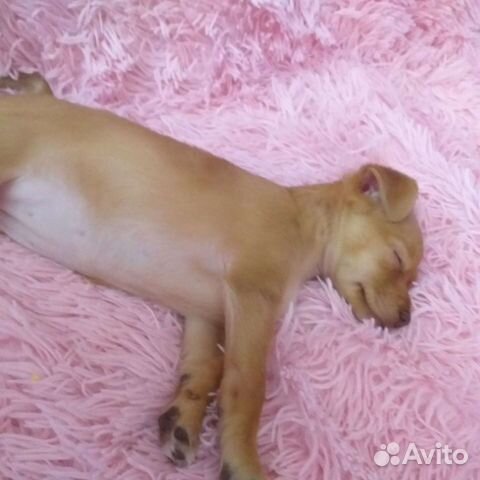 Собака, пинчер