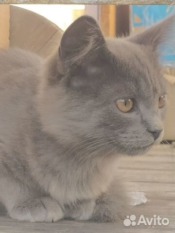 Котята бесплатно