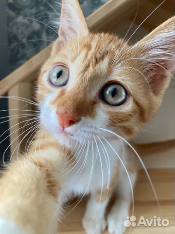 Ищет дом мальчонок Рыжик