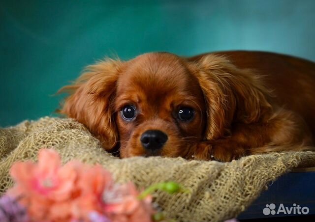 Кавалер кинг чарльз спаниель мальчик рубин
