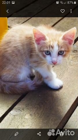 Котёнок саймон, около 2-х мес., рыженький
