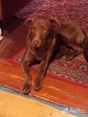 Отдам в хорошие руки собаку венгерская выжла