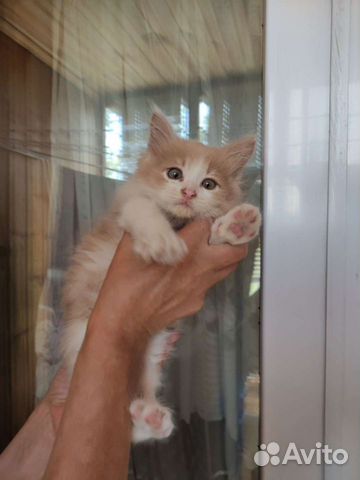 Яша милый котенок