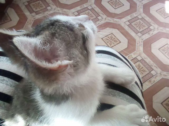 Котята в добрые руки бесплатно