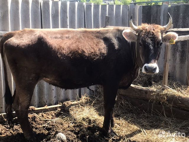 Телка джерси